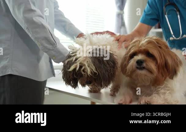 A veterinarian in a work uniform examines a small dog lying on a table ...