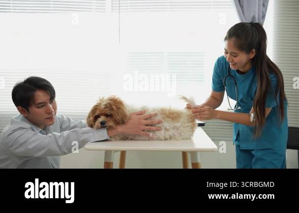 A veterinarian in a work uniform examines a small dog lying on a table ...