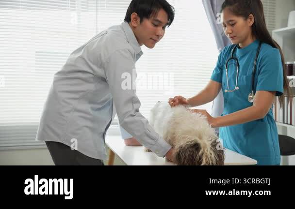 A veterinarian in a work uniform examines a small dog lying on a table ...