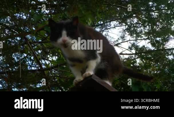 Aggressive looking black white cat Stock Videos & Footage - HD and 4K ...