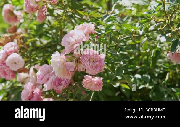 Delicate pink roses display Stock Videos & Footage - HD and 4K Video ...