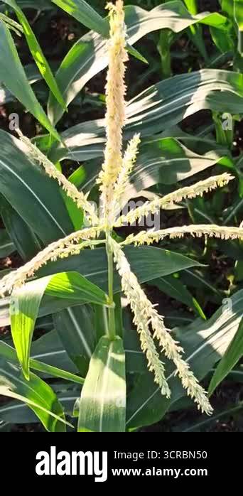 Corn plant flowers with tassels and silks, showing early reproductive ...