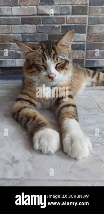 Funny cat reacting after getting paint on its fur, displaying playful ...
