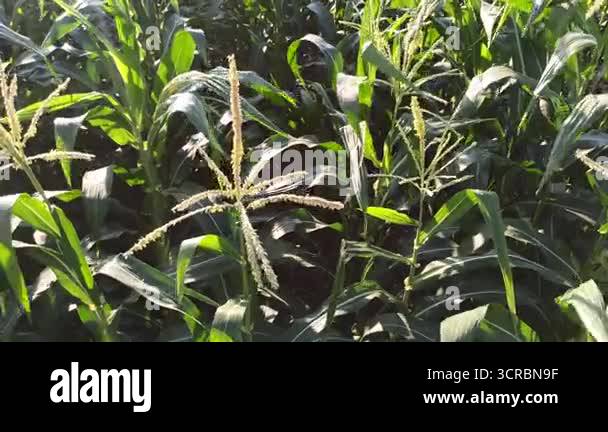 Corn plant flowers with tassels and silks, showing early reproductive ...