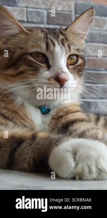 Funny cat reacting after getting paint on its fur, displaying playful ...