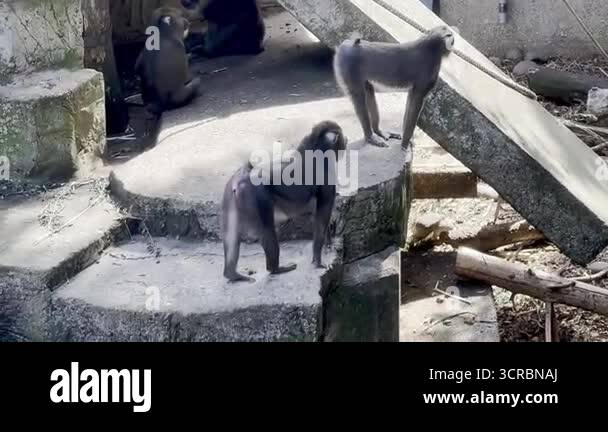 Group of monkeys sitting and climbing in a zoo enclosure with concrete ...