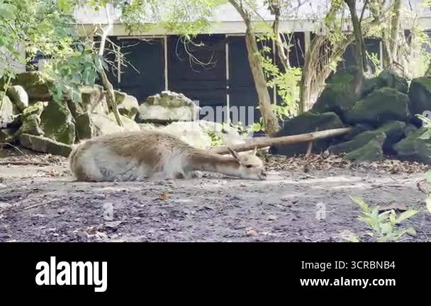 Deer lying and scratching on the ground in a natural outdoor habitat ...