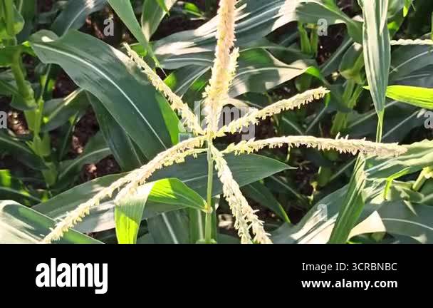 Corn plant flowers with tassels and silks, showing early reproductive ...