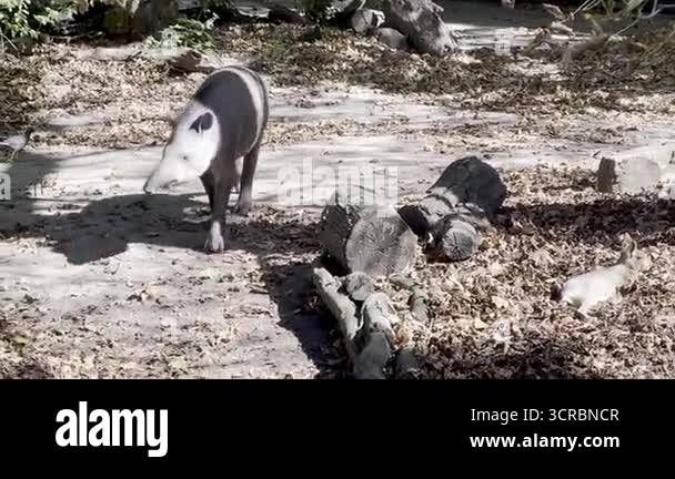 Tapir walking in green zoo enclosure surrounded by rocks and plants ...