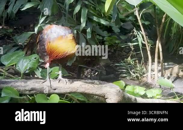 Rooster grooming Stock Videos & Footage - HD and 4K Video Clips - Alamy