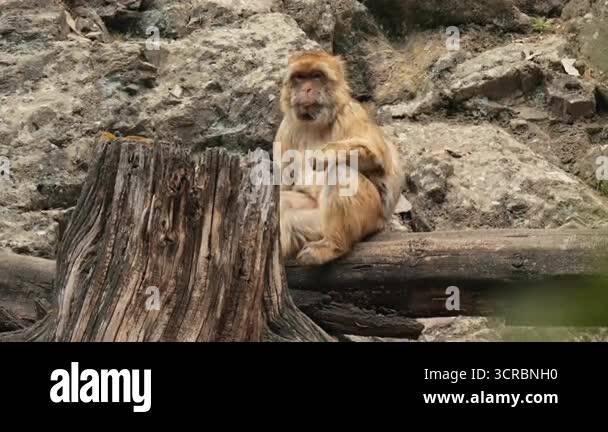 Wild Barbary macaque with golden fur resting on rocky terrain, yawning ...