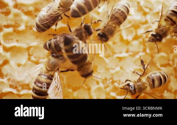 Bees family working on honeycomb in apiary. Life of Carniolan honey bee ...