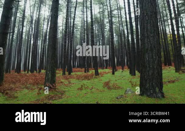Tall tree trunks plants Stock Videos & Footage - HD and 4K Video Clips ...