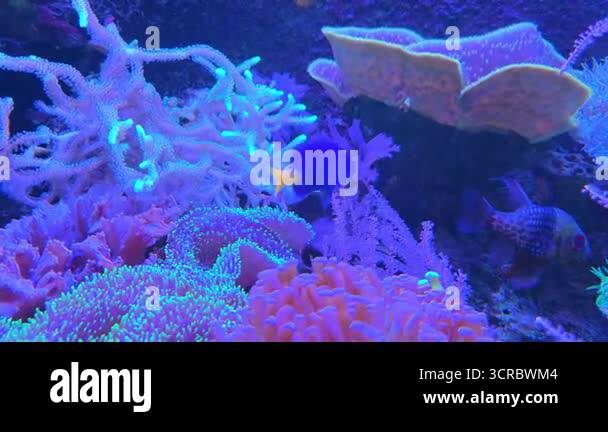 Diverse coral reef ecosystem showcasing a vivid array of corals and ...