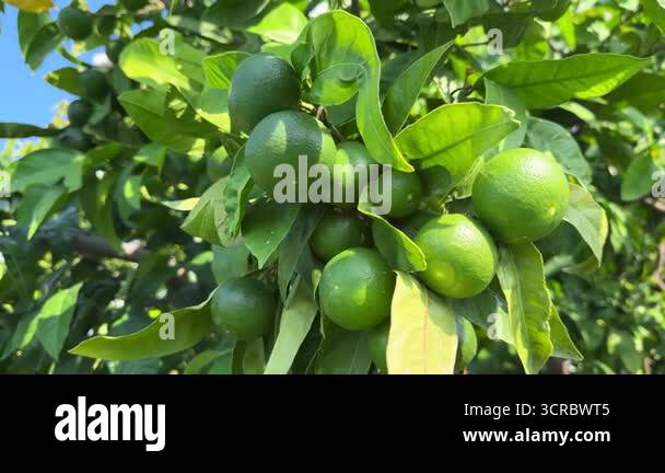 Citrus Grove: Lush Green Limes Cling to the Tree, Bathed in Sunlight ...