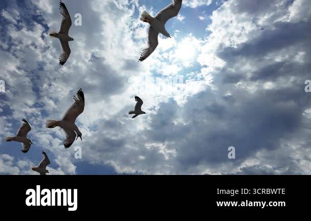 Seagulls flying above sea with sky and mountains. . High quality 4k ...
