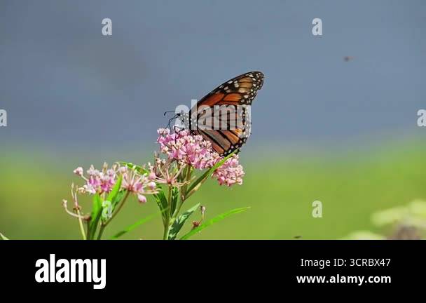 Vadnais Heights, Minnesota. Closeup of a Monarch Butterfly, Danaus ...