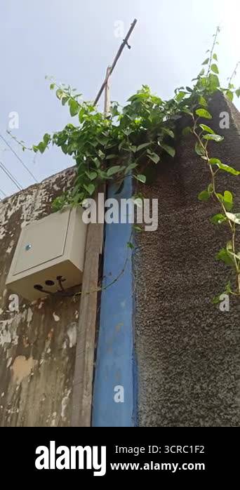 Climbing plants covering an old building, showing natural overgrowth ...