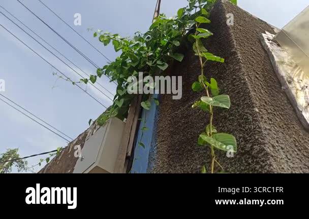Building overgrowth Stock Videos & Footage - HD and 4K Video Clips - Alamy