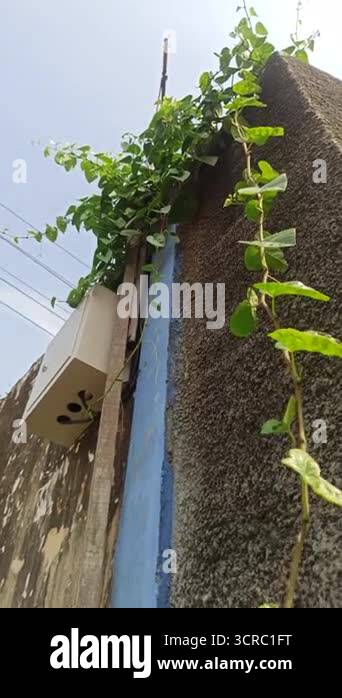 Climbing plants covering an old building, showing natural overgrowth ...