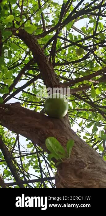 Calabash tree with large green leaves and hanging fruit, symbolizing ...