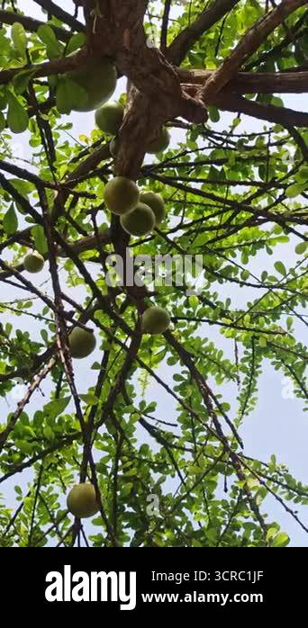 Calabash tree with large green leaves and hanging fruit, symbolizing ...