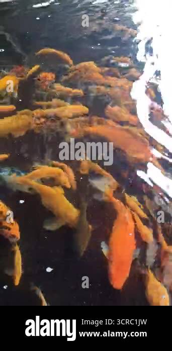 Beautiful fish pond with clear water, colorful fish, and lush ...