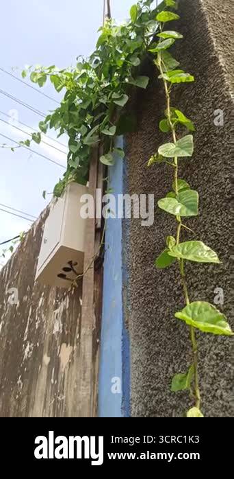 Climbing plants covering an old building, showing natural overgrowth ...