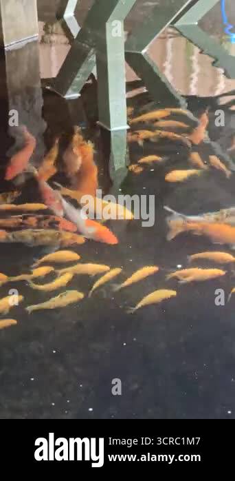 Beautiful fish pond with clear water, colorful fish, and lush ...