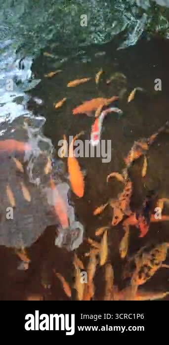 Beautiful fish pond with clear water, colorful fish, and lush ...