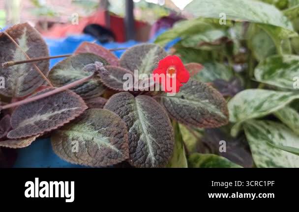 Episcia pot plant Stock Videos & Footage - HD and 4K Video Clips - Alamy