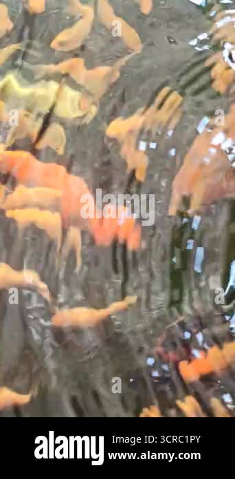 Beautiful fish pond with clear water, colorful fish, and lush ...