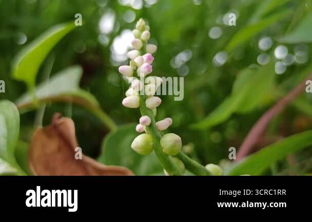 Delicate Basella alba flowers blooming on a climbing vine, showing ...