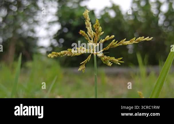 Cyperus microiria with slender green stems and delicate foliage, a ...