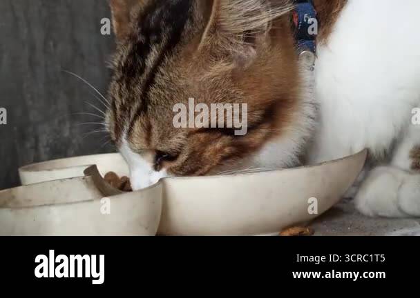 Cute cat eating or drinking from a bowl, symbolizing pet care, daily ...