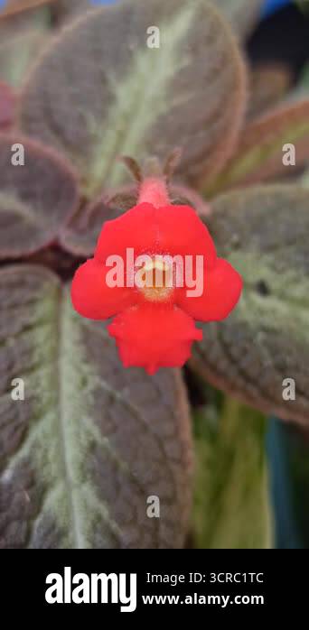 Beautiful Episcia flower with vibrant colors and velvety leaves, a ...