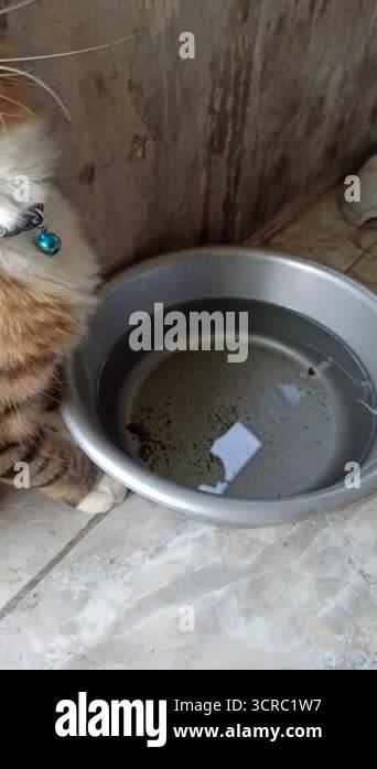 Cute cat eating or drinking from a bowl, symbolizing pet care, daily routine, and the bond ...