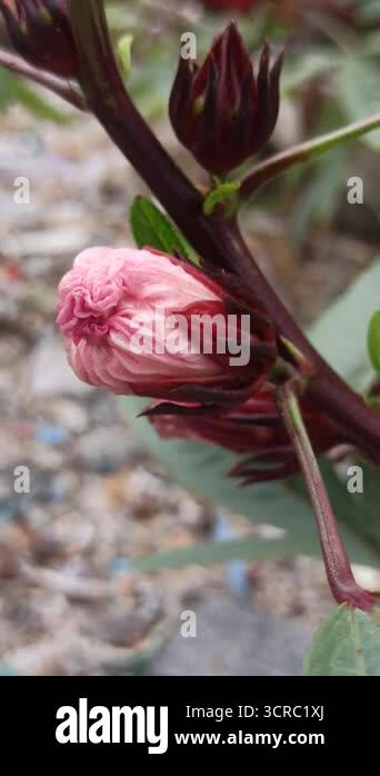 Beautiful Roselle flowers (Hibiscus sabdariffa) in bloom, with their ...