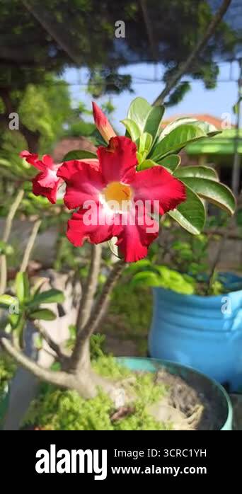 Red frangipani flower in full bloom, showing vibrant petals and ...