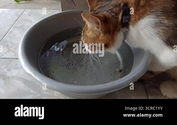 Cute cat eating or drinking from a bowl, symbolizing pet care, daily ...