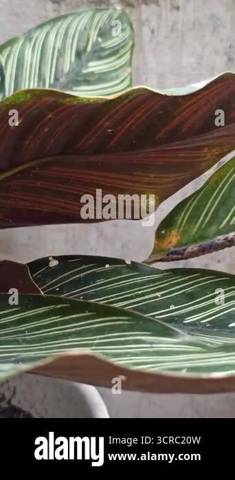 Calathea Ornata with striking dark green leaves and pink stripes, a ...