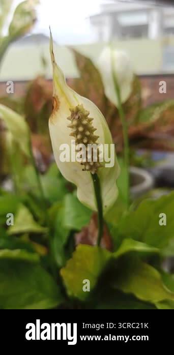 Peace lily flower with elegant white spathe and yellow spadix ...