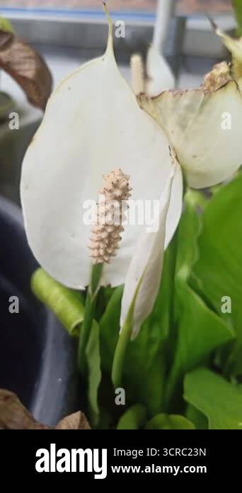 Peace lily flower with elegant white spathe and yellow spadix ...