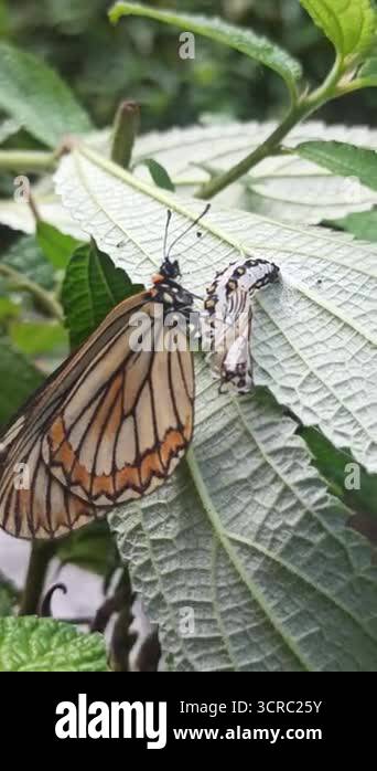 Butterfly emerging from its cocoon, showing delicate wings unfolding ...