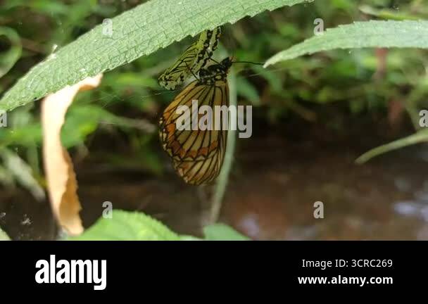 Butterfly emerging from its cocoon, showing delicate wings unfolding ...