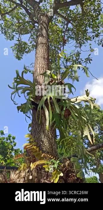 Staghorn fern (Platycerium) with unique antler-shaped fronds, an ...