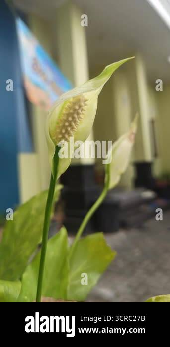 Peace lily flower with elegant white spathe and yellow spadix ...