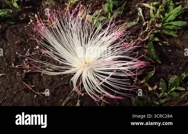 Barringtonia asiatica tree with large glossy leaves and unique flowers ...