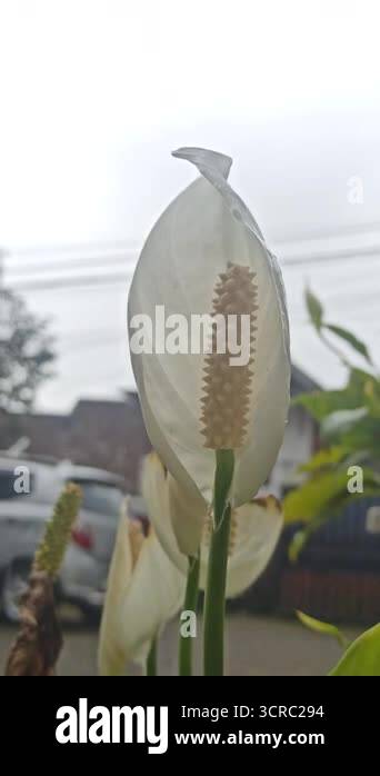 Peace lily flower with elegant white spathe and yellow spadix ...
