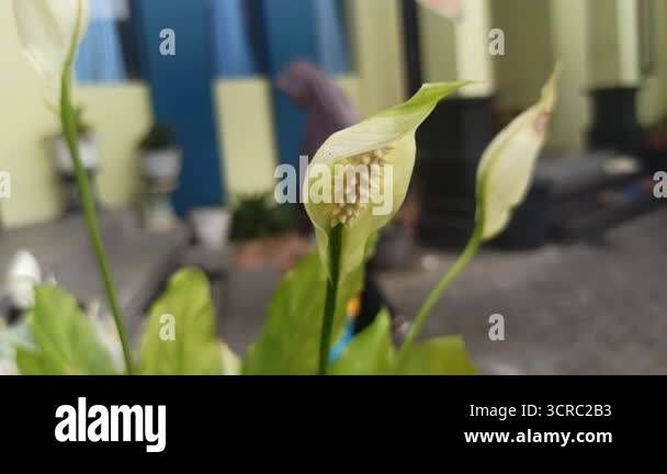 Peace lily flower with elegant white spathe and yellow spadix ...